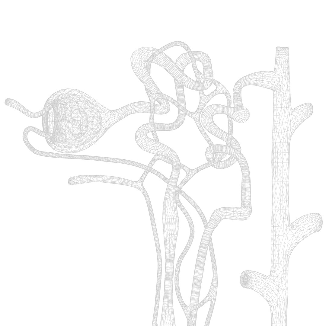 3D Kidney Nephron Model - TurboSquid 1828101