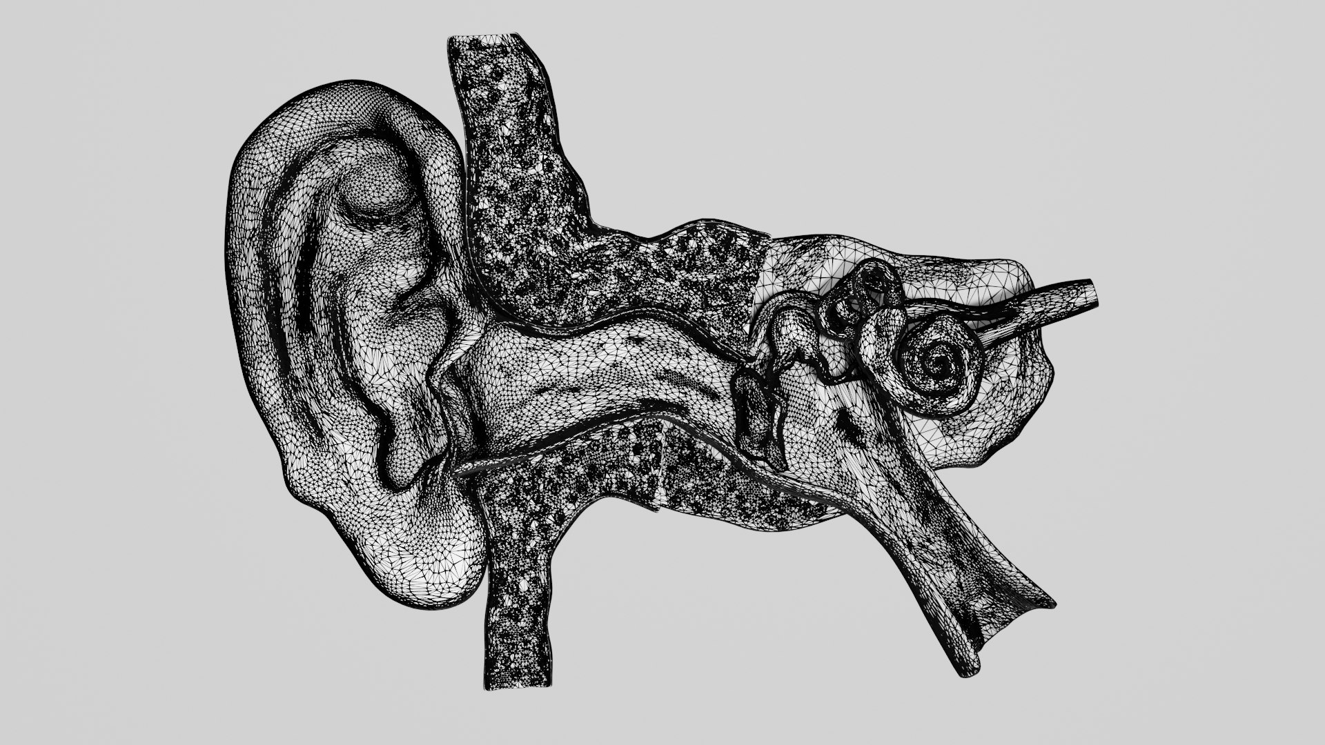 3D Ear Anatomy - TurboSquid 1871029