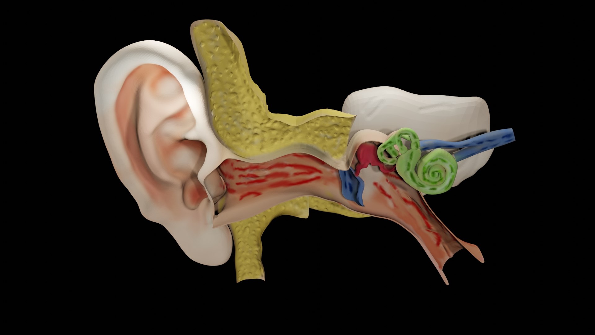 3D Ear Anatomy - TurboSquid 1871029