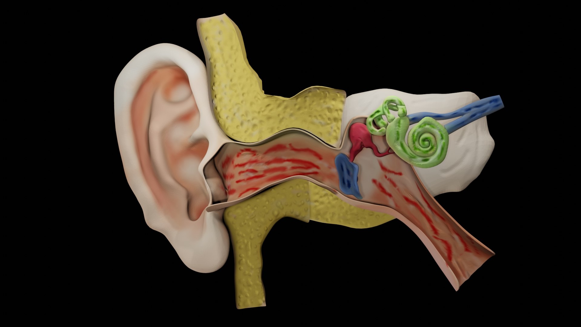 3D Ear Anatomy - TurboSquid 1871029