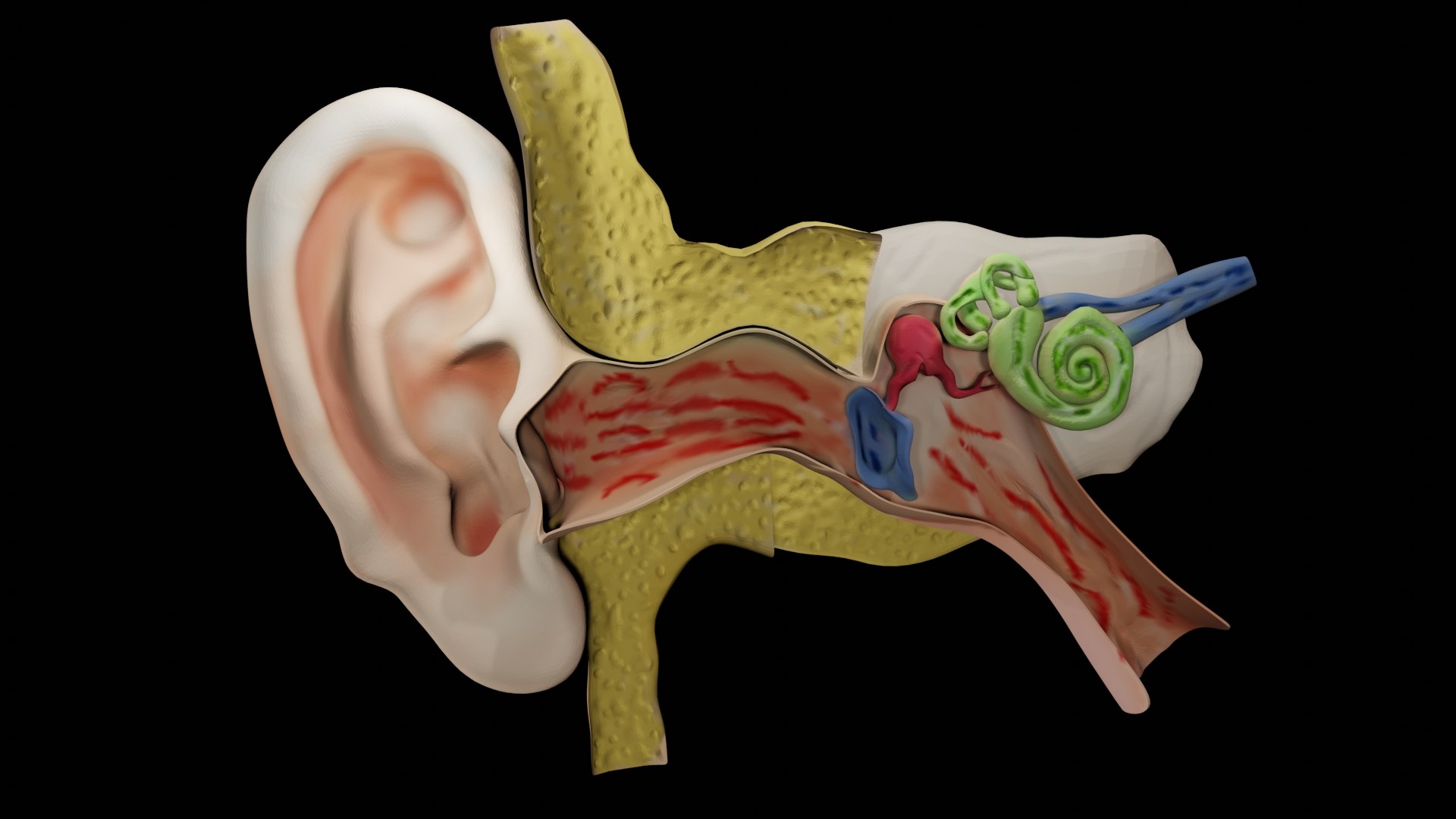 3D Ear Anatomy - TurboSquid 1871029