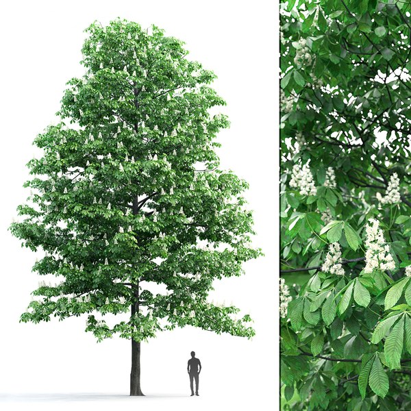 Tree ash ash-tree 3D model - TurboSquid 1688624