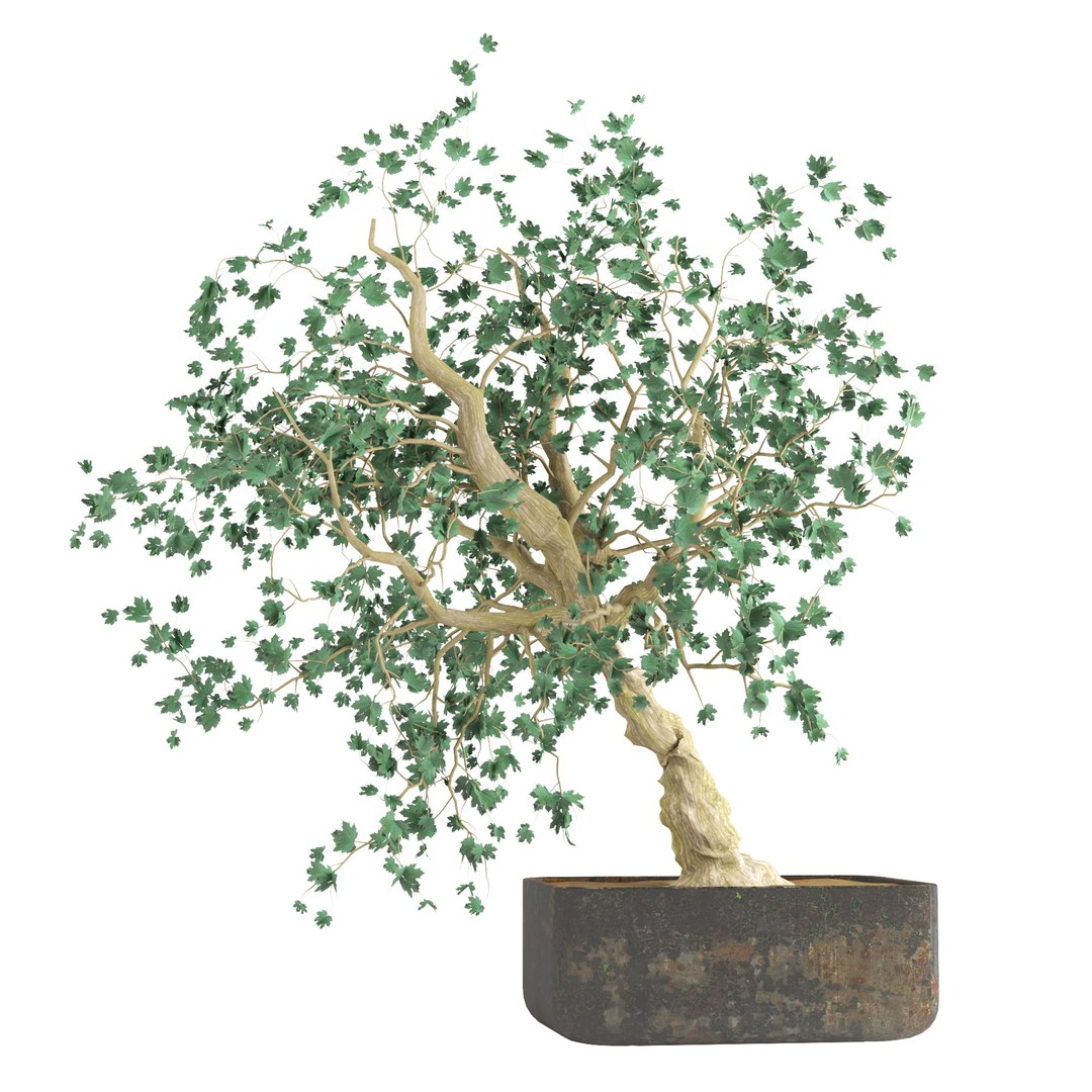 3D Yellow And Green Leaves Bonny Bonsai Trees - TurboSquid 2138147