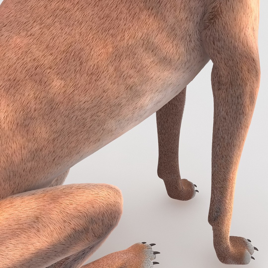 Australian Greyhound Pose 4 3d Model