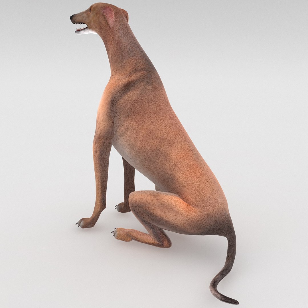 Australian Greyhound Pose 4 3d Model