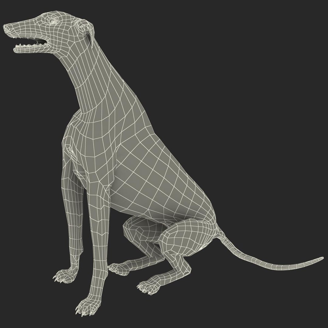 Australian Greyhound Pose 4 3d Model