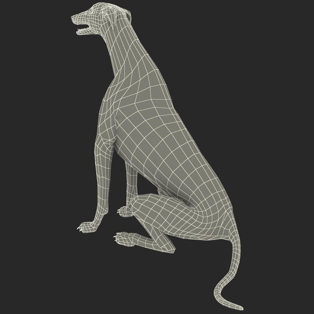 Australian Greyhound Pose 4 3d Model