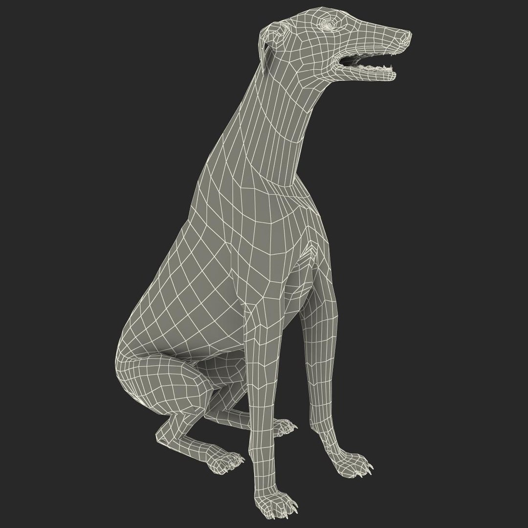 Australian Greyhound Pose 4 3d Model