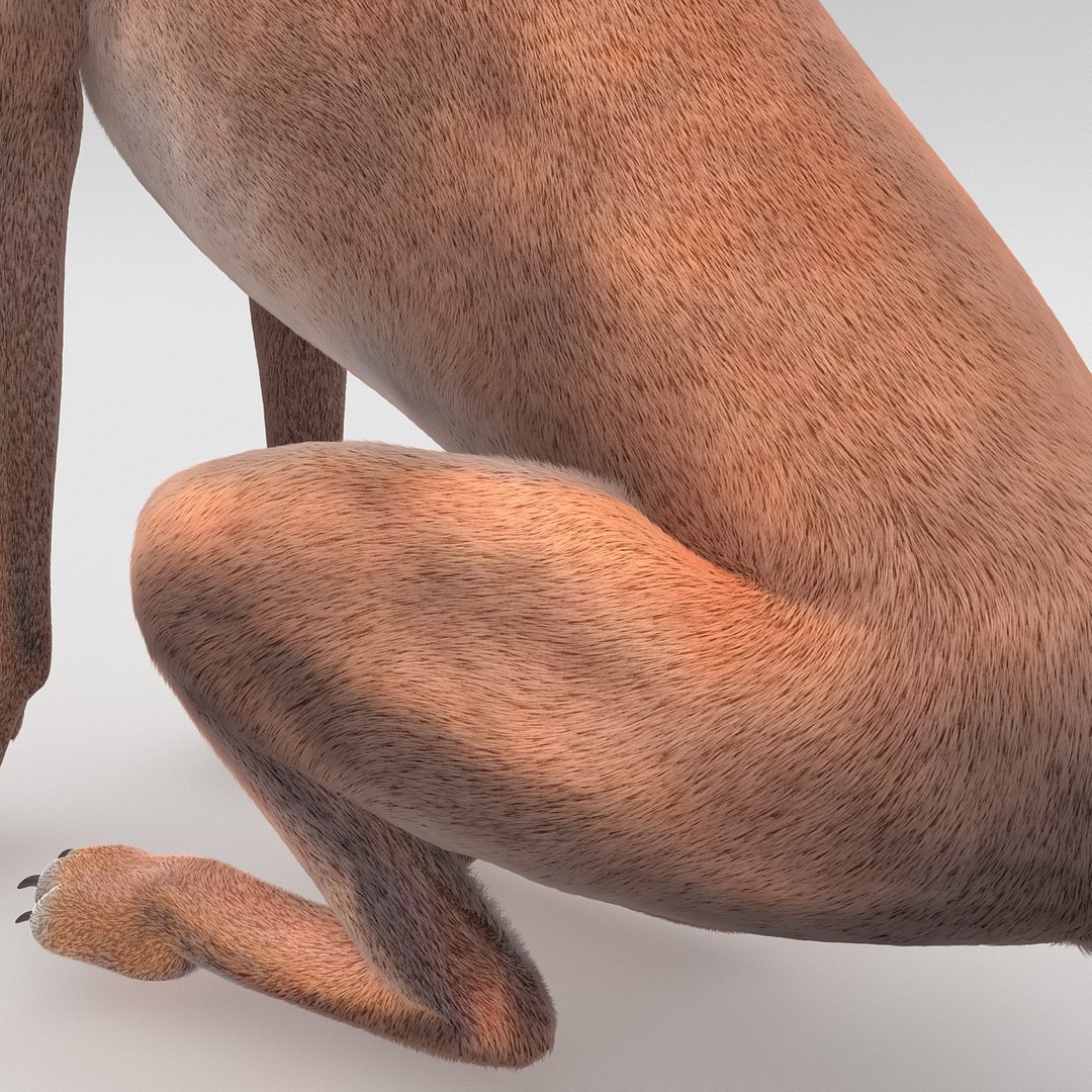 Australian Greyhound Pose 4 3d Model