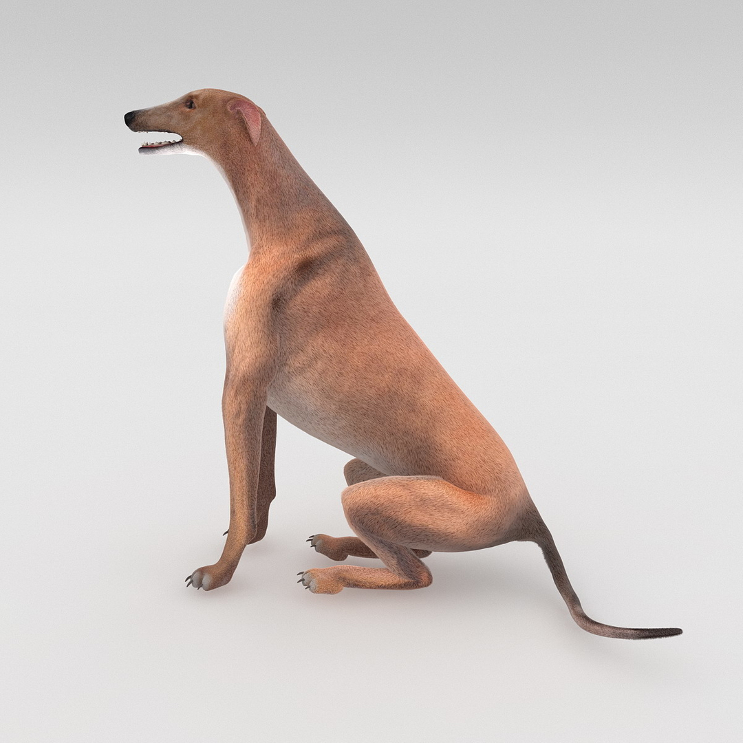 Australian Greyhound Pose 4 3d Model