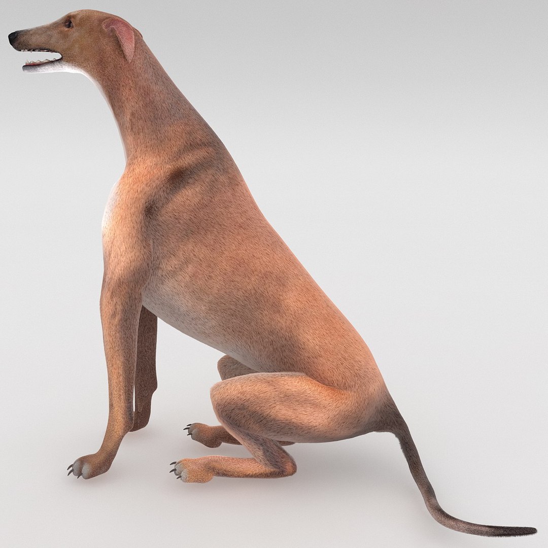 Australian Greyhound Pose 4 3d Model
