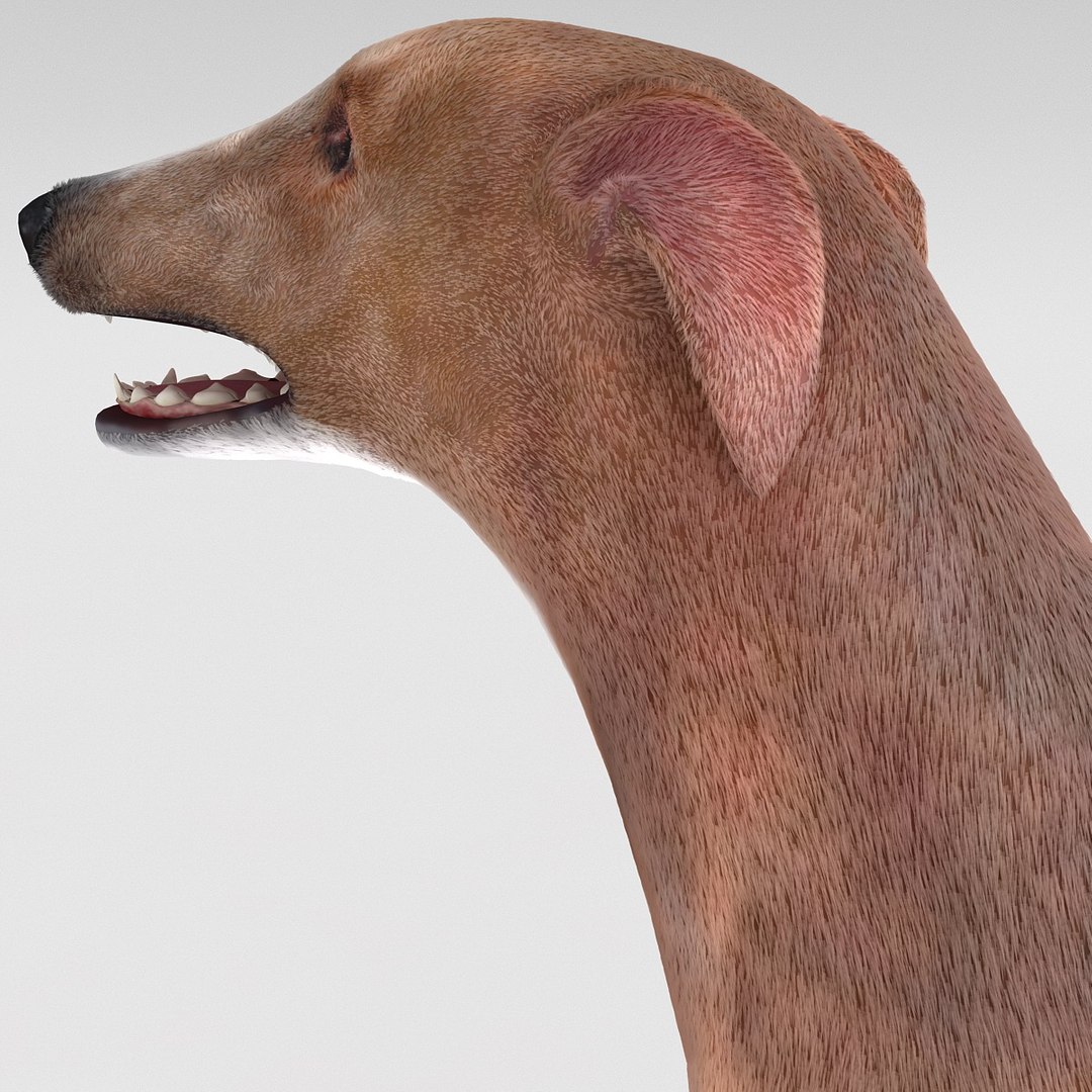 Australian Greyhound Pose 4 3d Model