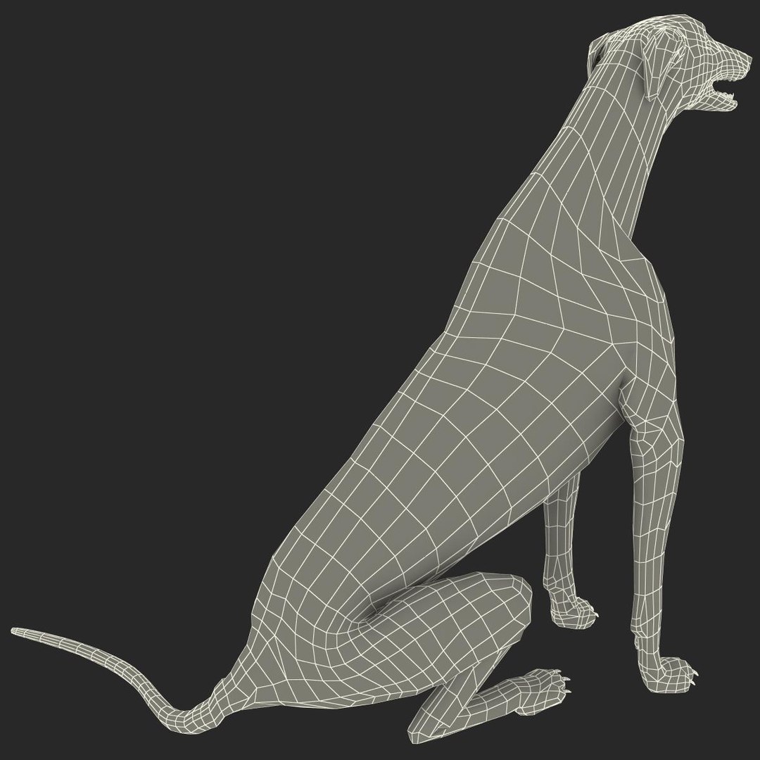 Australian Greyhound Pose 4 3d Model