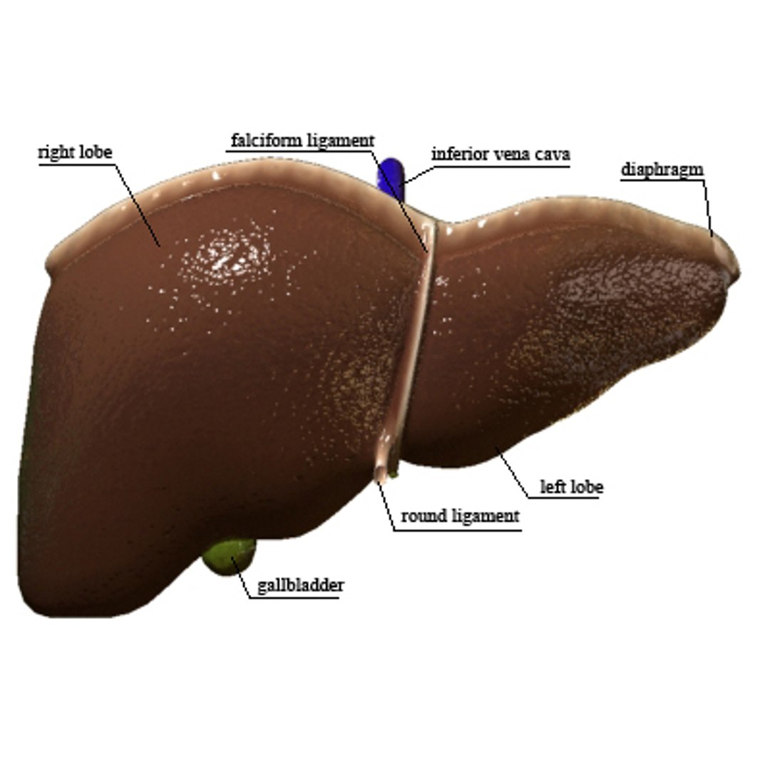 Realistic Liver 3ds