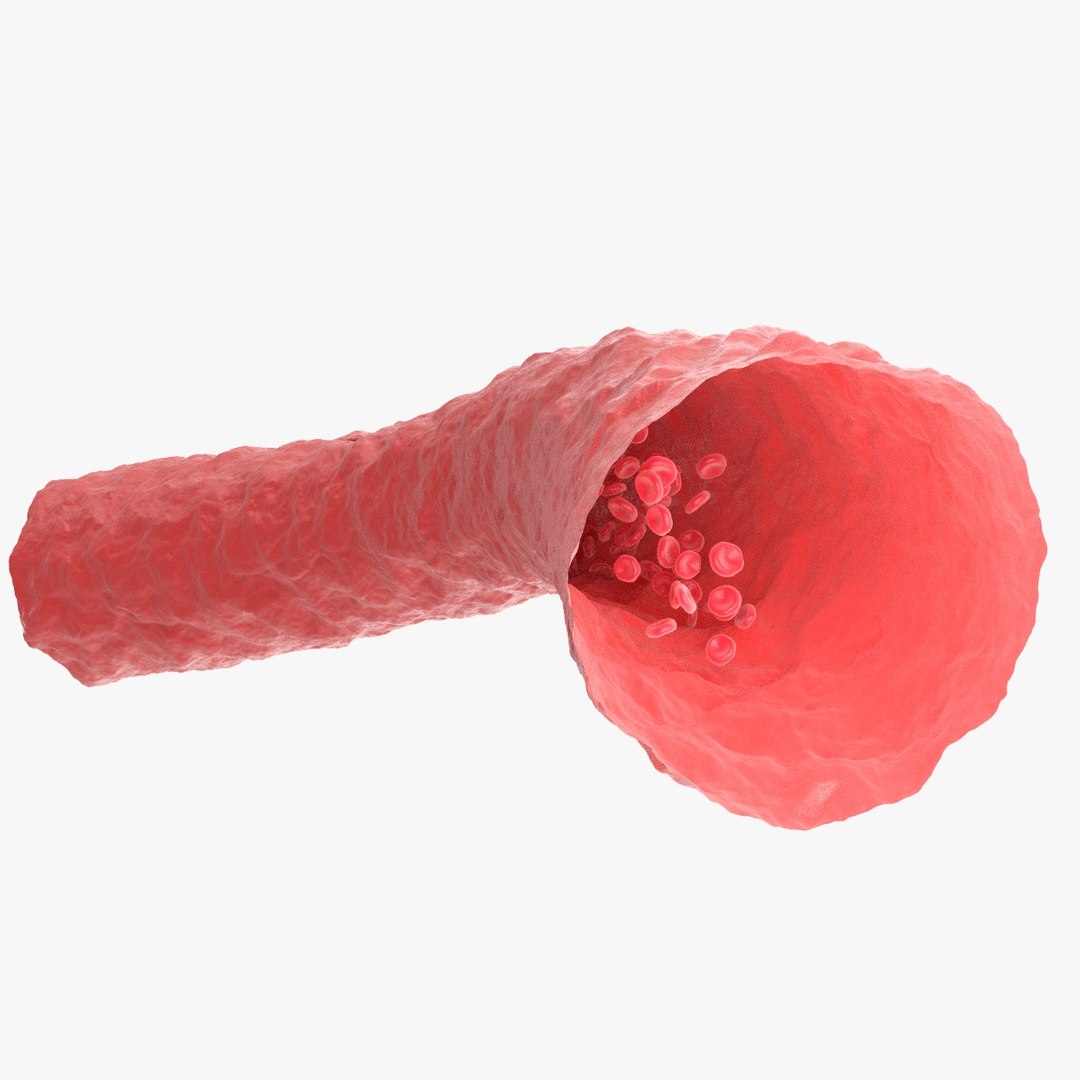 3D blood cells model - TurboSquid 1164381