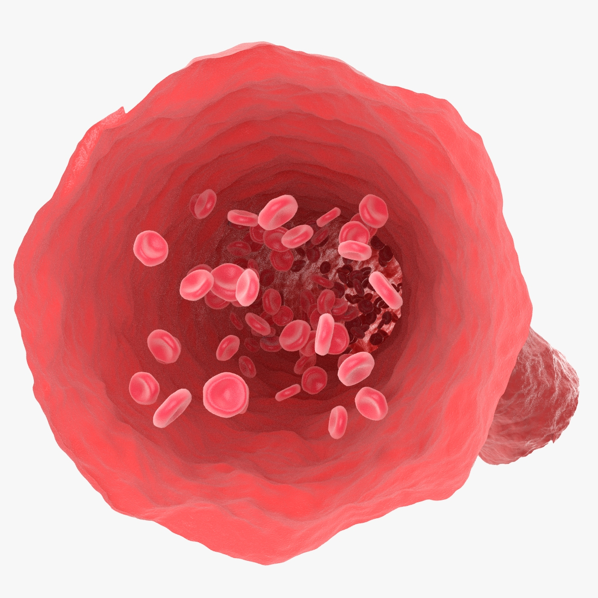 3D blood cells model - TurboSquid 1164381