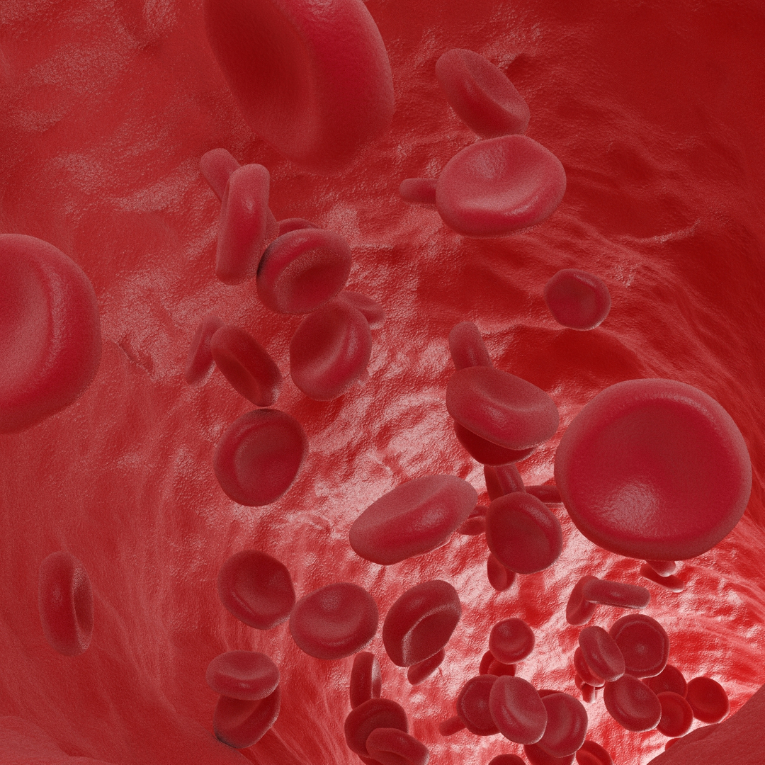 3D blood cells model - TurboSquid 1164381