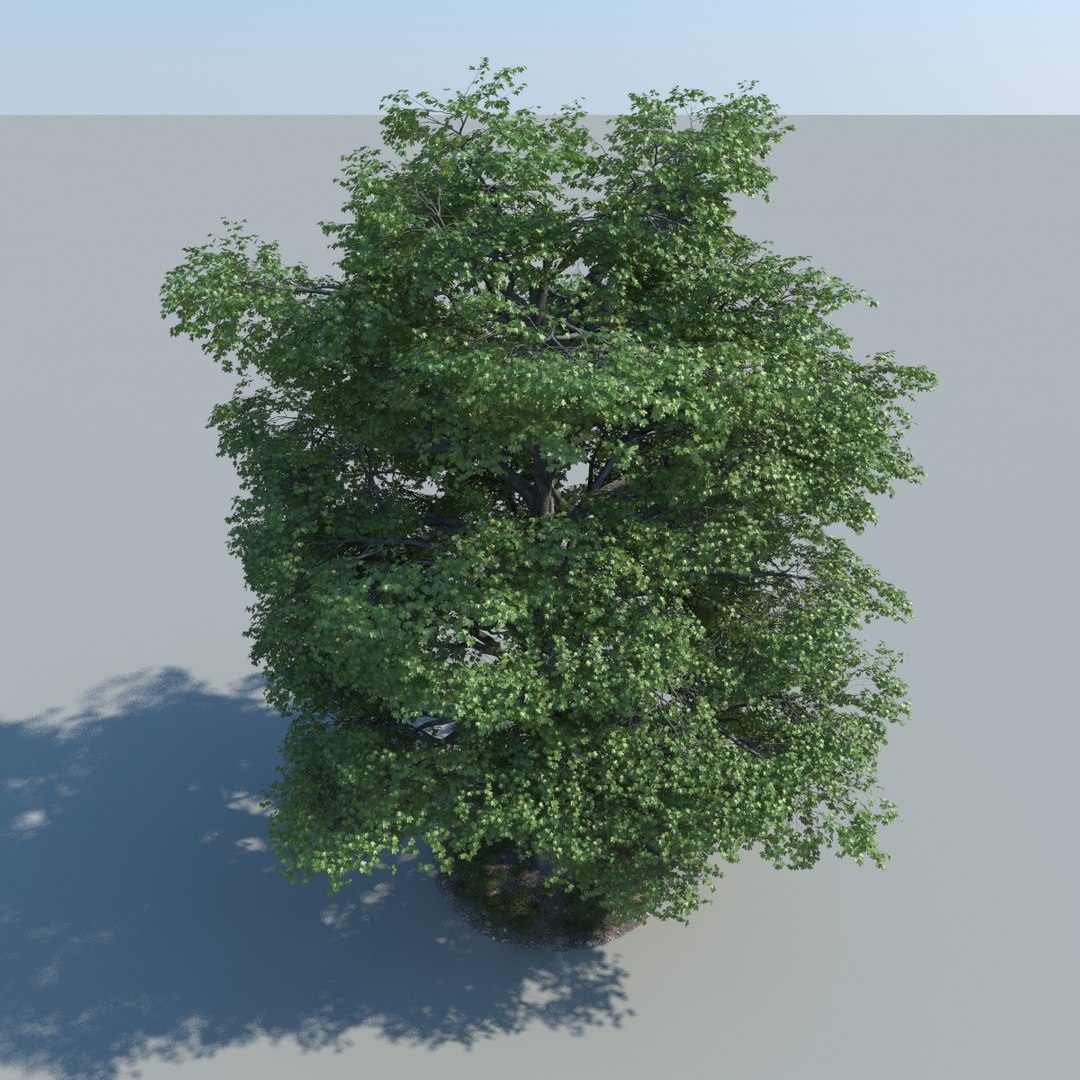 Realistic Maple Tree 3d Max