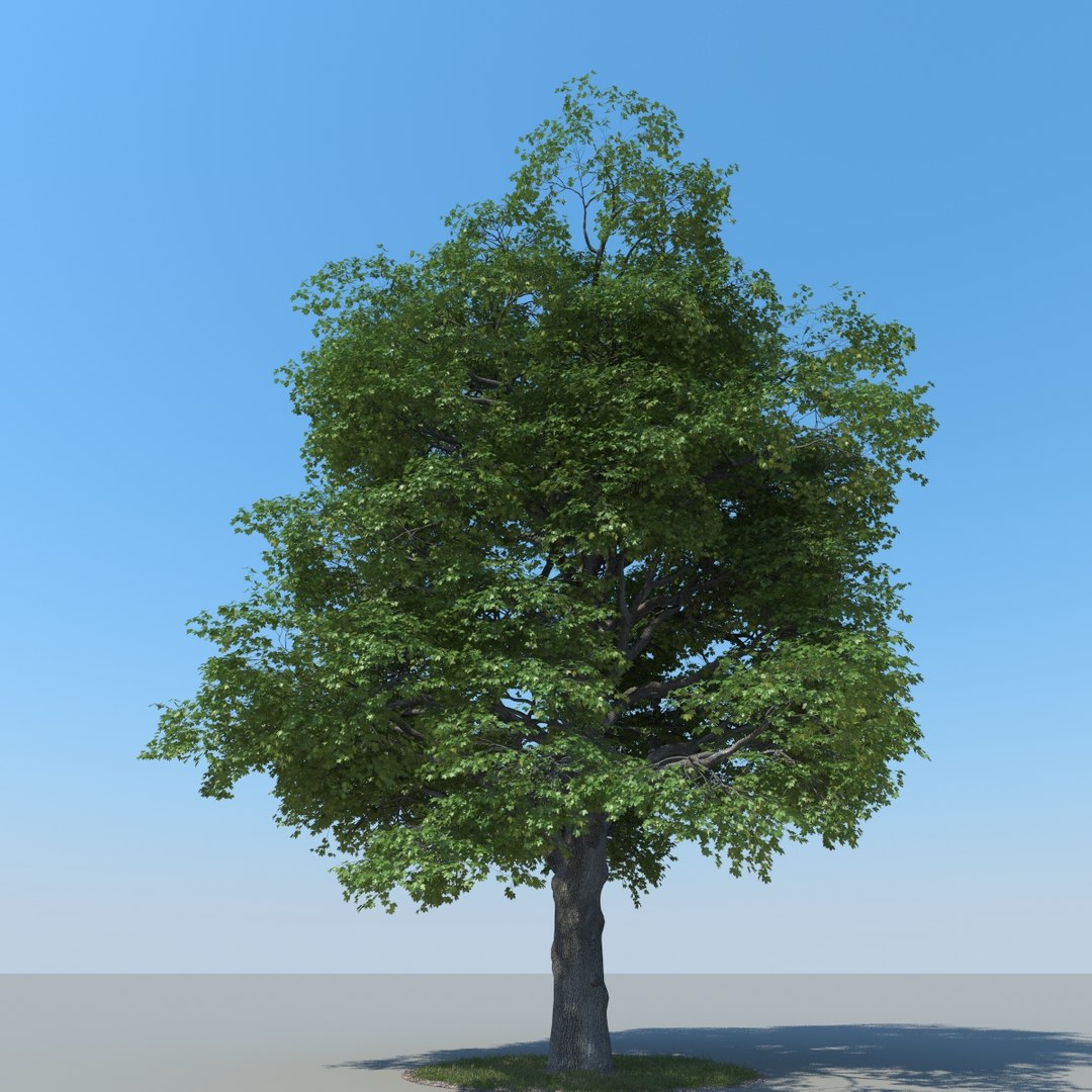 Realistic Maple Tree 3d Max