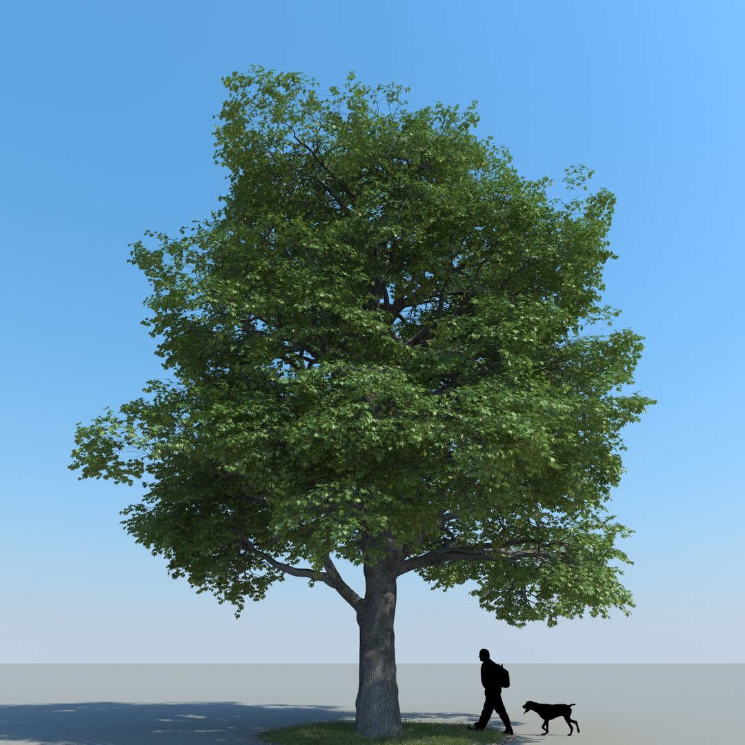 Realistic Maple Tree 3d Max