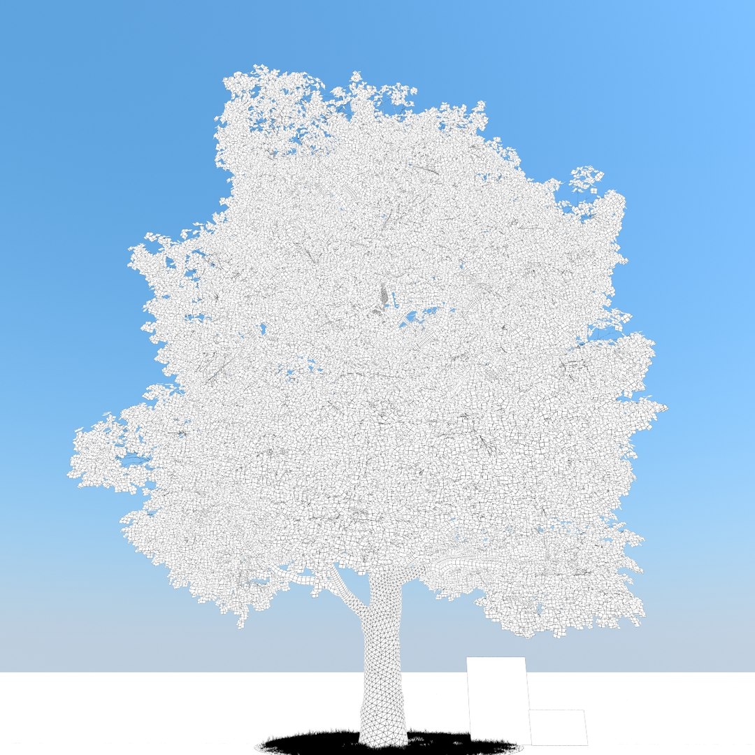 Realistic Maple Tree 3d Max