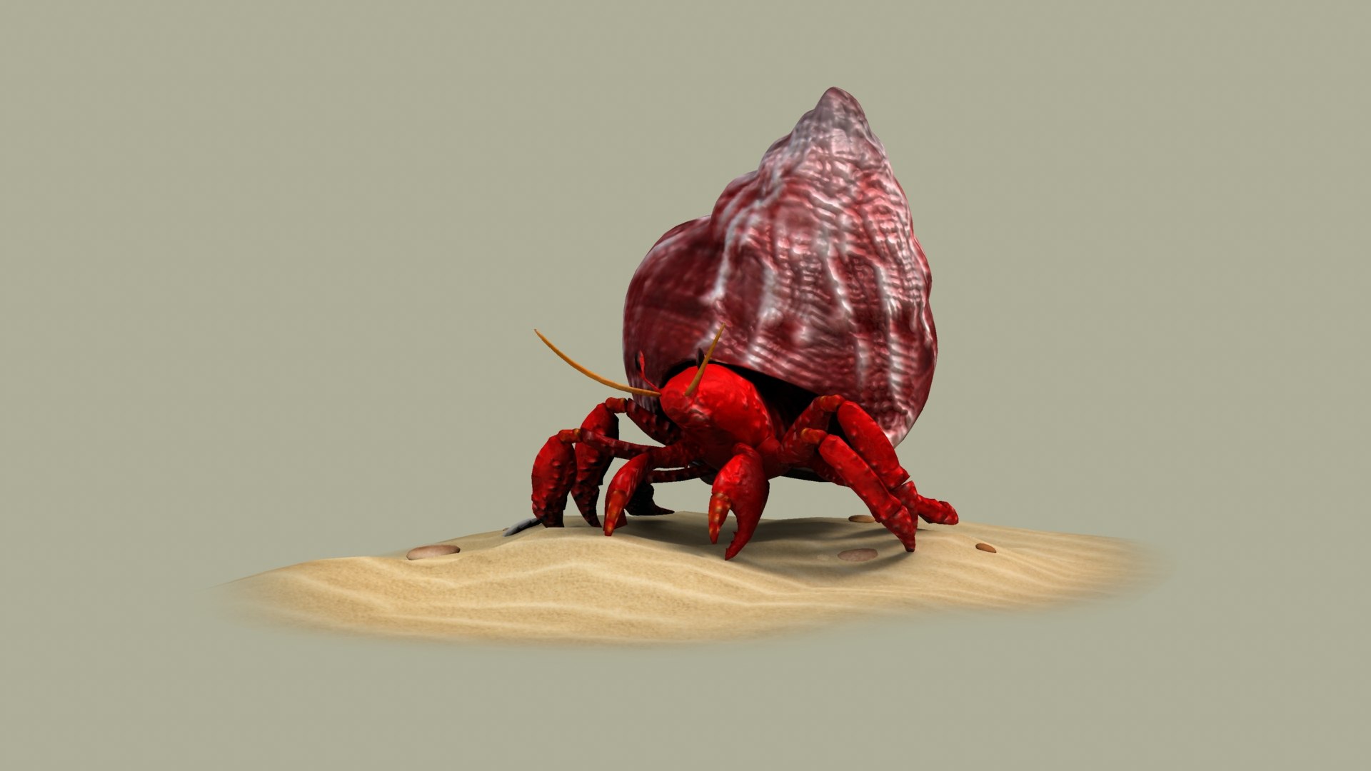 3D model Hermit Crab animal shell crustacean nature perlatus sand ...