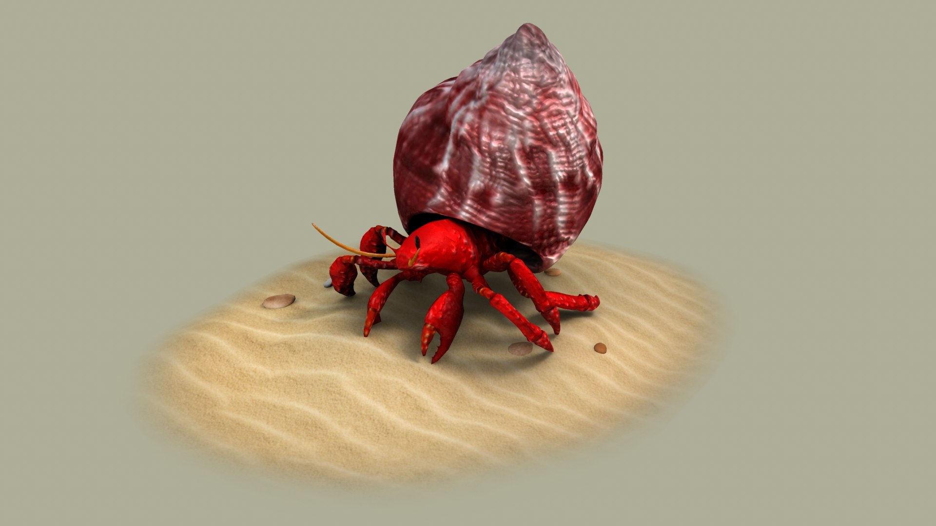 3D model Hermit Crab animal shell crustacean nature perlatus sand ...
