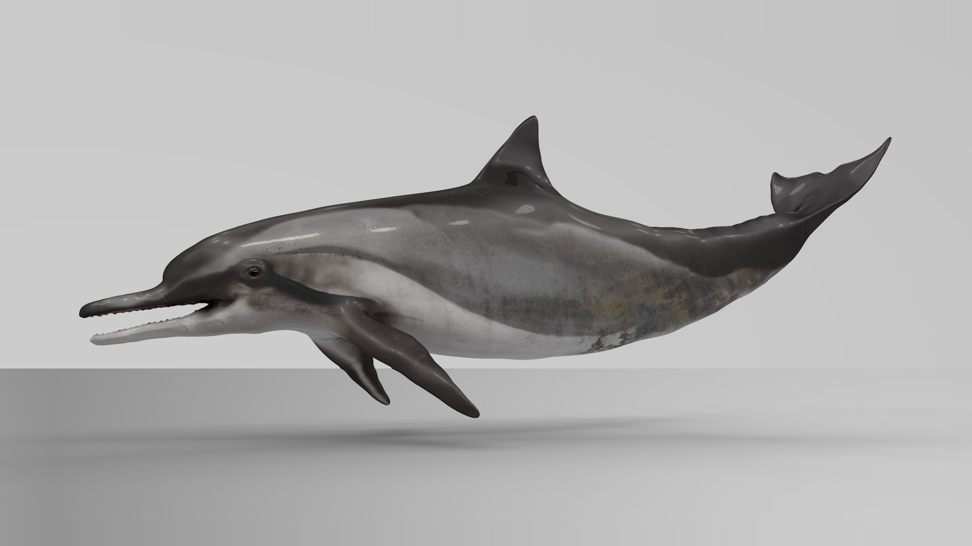3D dolphin rigged - TurboSquid 1622204