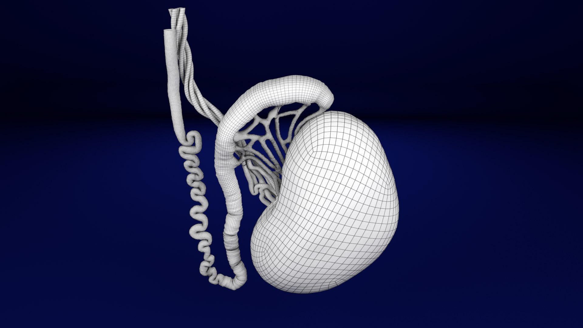 3D Testis Histologically Model - TurboSquid 1431804