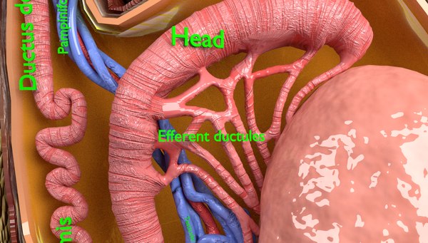 3D testis histologically model - TurboSquid 1431804