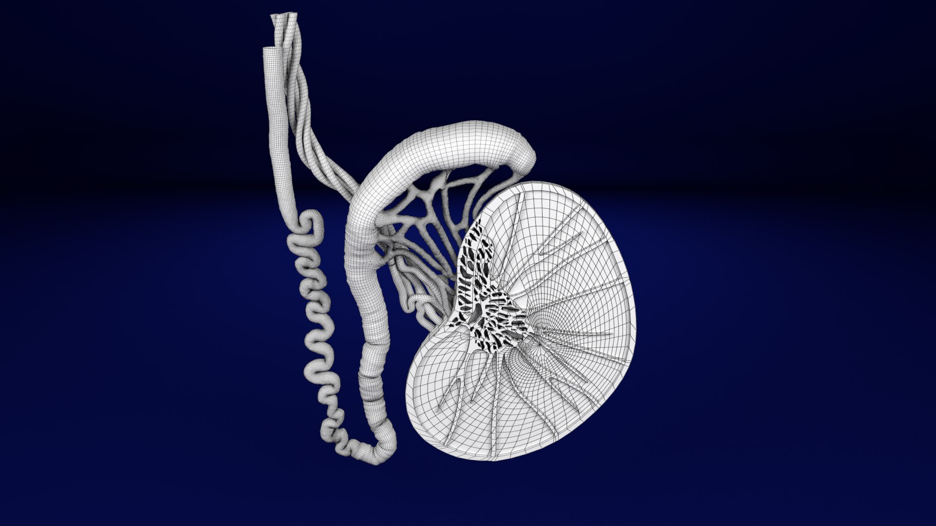 3D Testis Histologically Model - TurboSquid 1431804