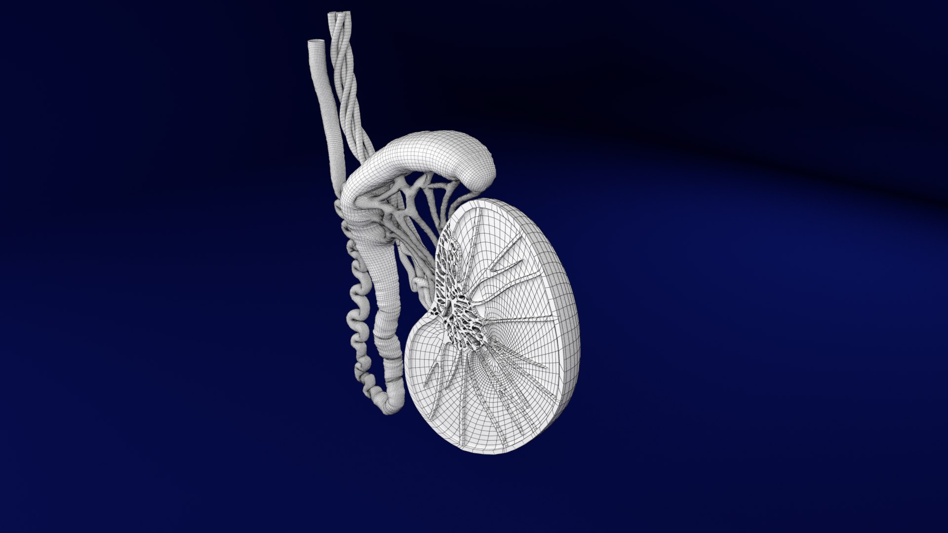 3D Testis Histologically Model - TurboSquid 1431804