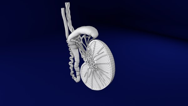 3D testis histologically model - TurboSquid 1431804