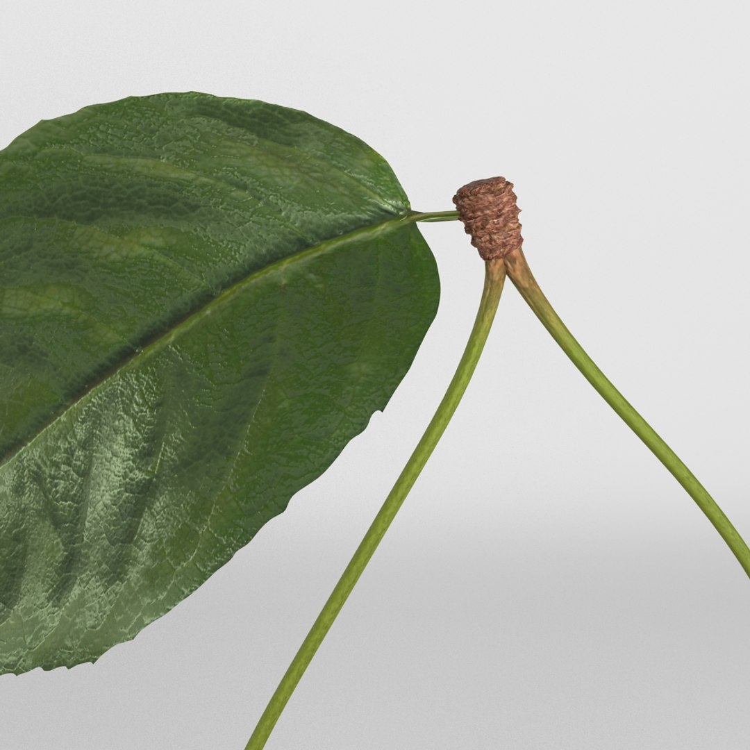 Cherries Realistic