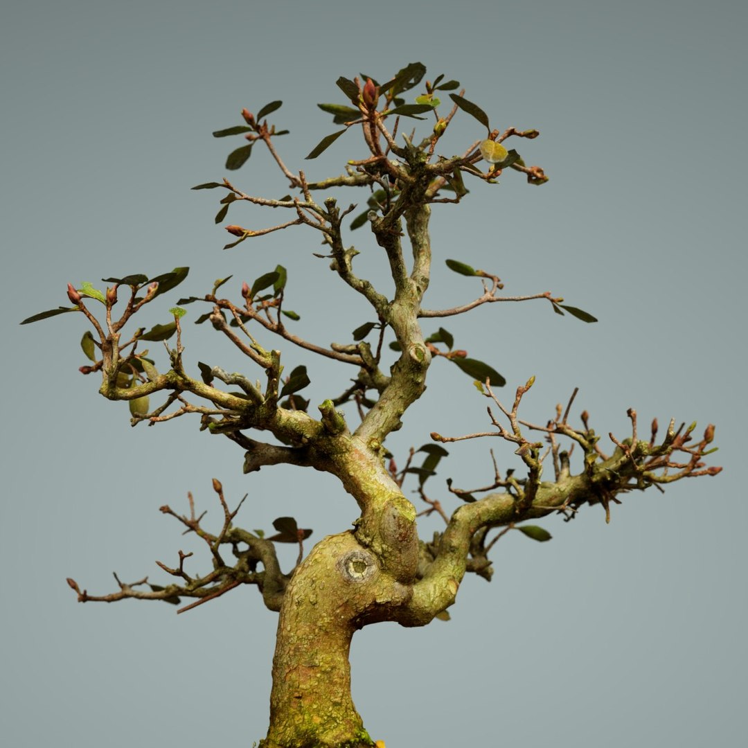 Bonsai Tree 3D Model - TurboSquid 1154317