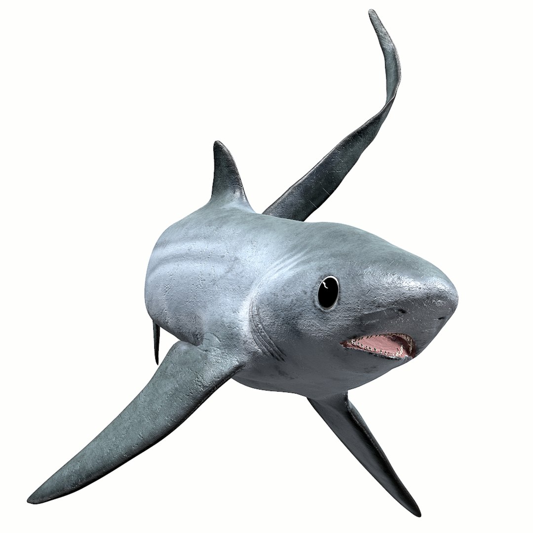 3D Thresher Shark Alopias Vulpinus - TurboSquid 2392599