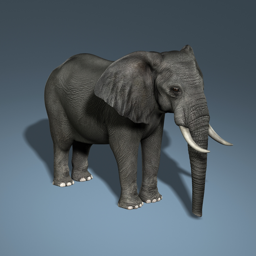 Photorealistic African Elephant Animation Ma