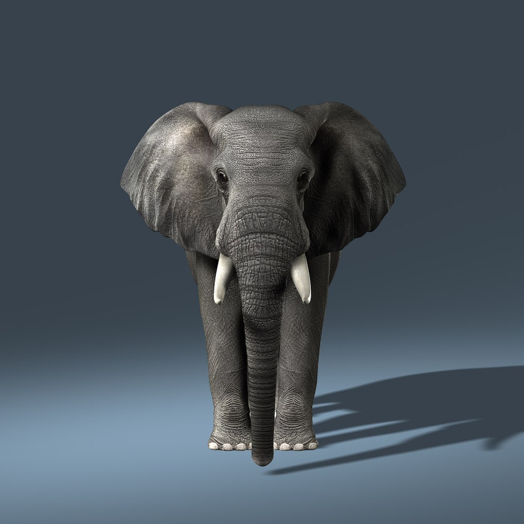 photorealistic african elephant animation ma