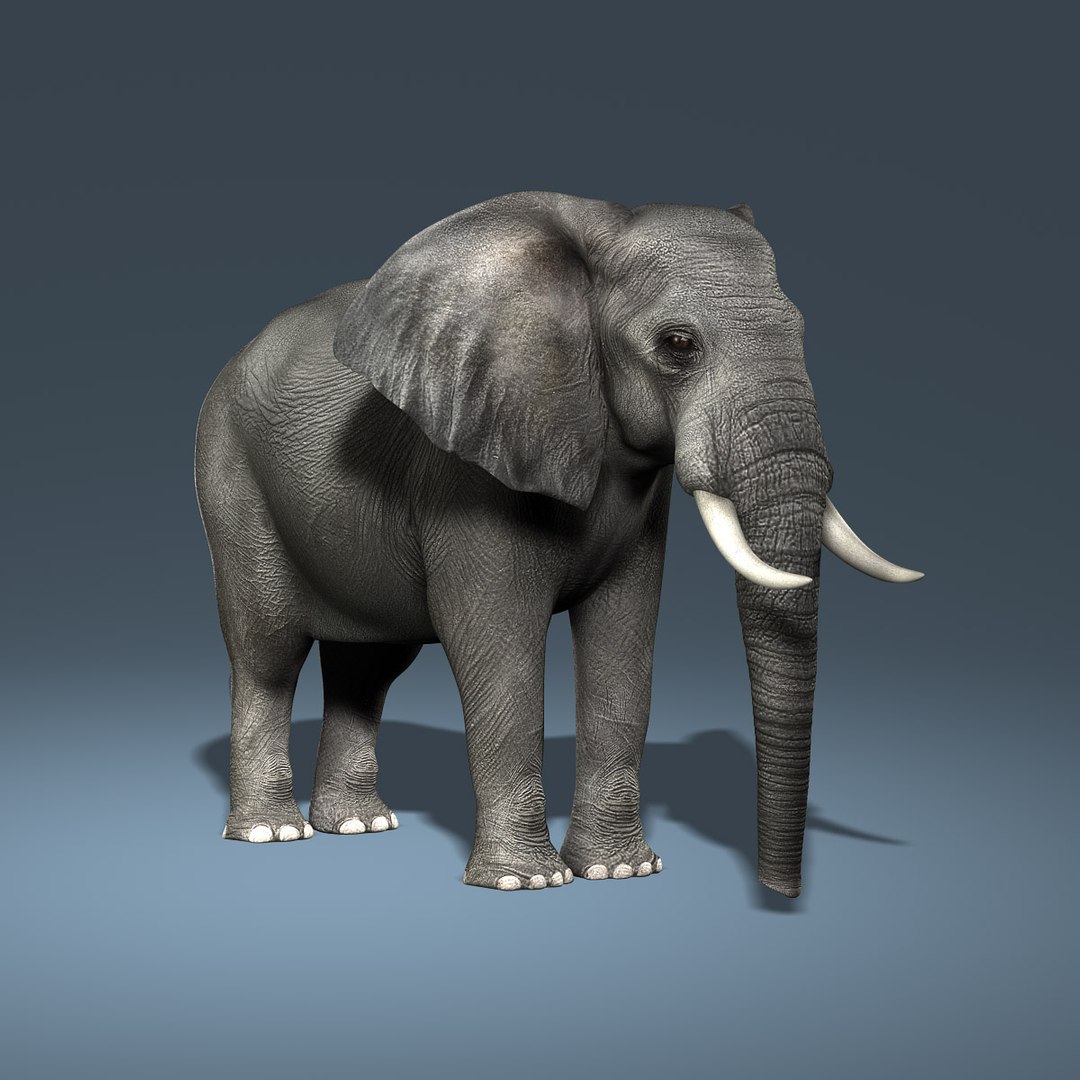 photorealistic african elephant animation ma