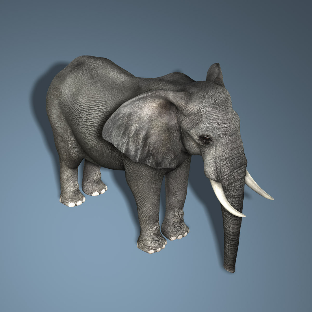 photorealistic african elephant animation ma