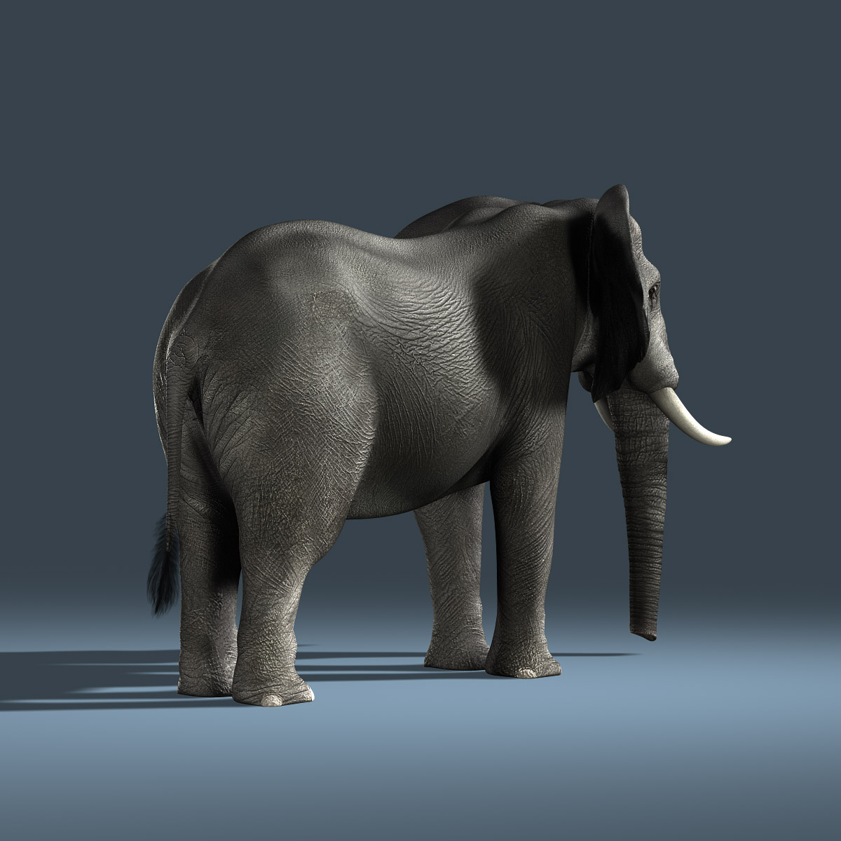 photorealistic african elephant animation ma