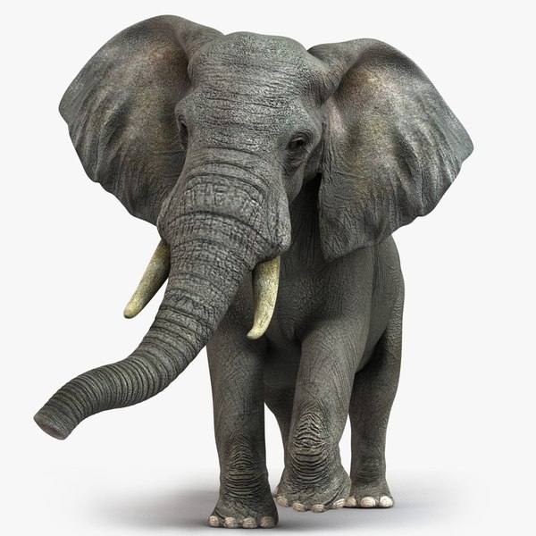 Elephant 3D Models for Download | TurboSquid