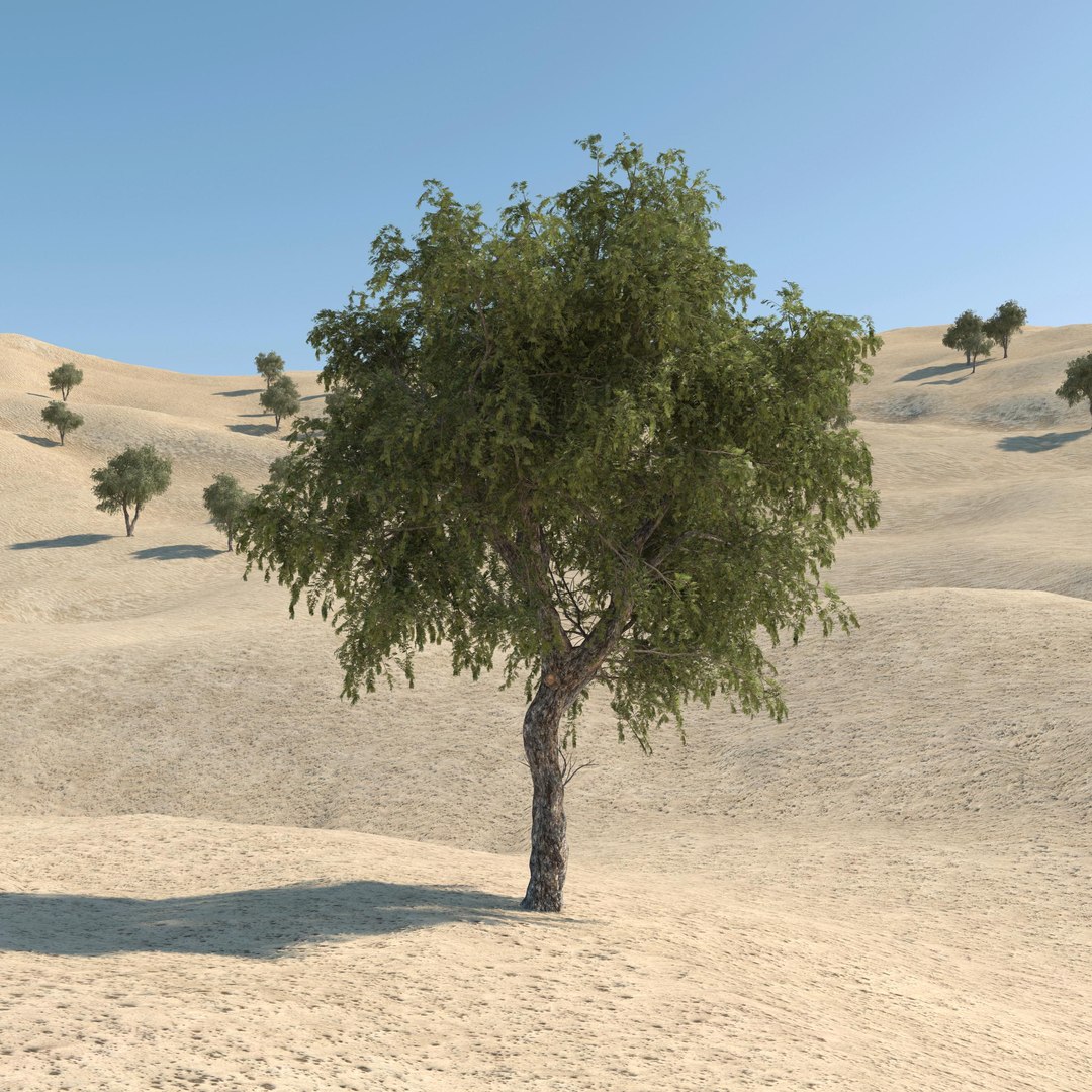 3d Model Ghaf Tree