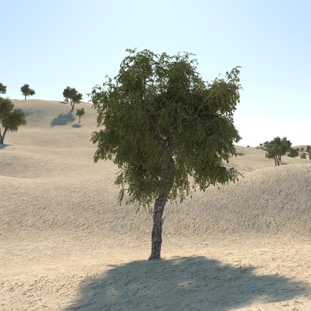 3d Model Ghaf Tree