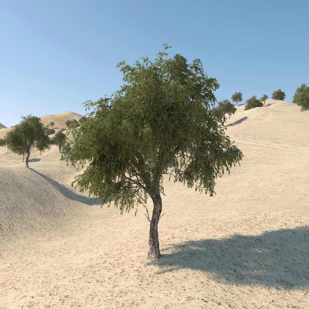 3d Model Ghaf Tree