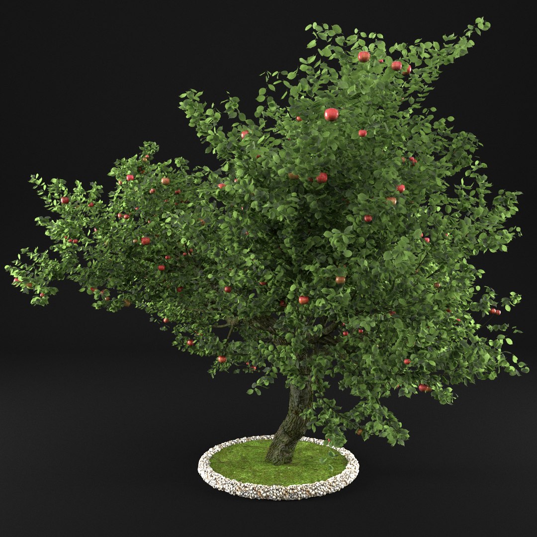 Apple Tree 3D Model - TurboSquid 1159242