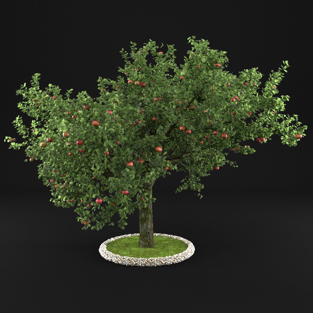 Apple Tree 3D Model - TurboSquid 1159242