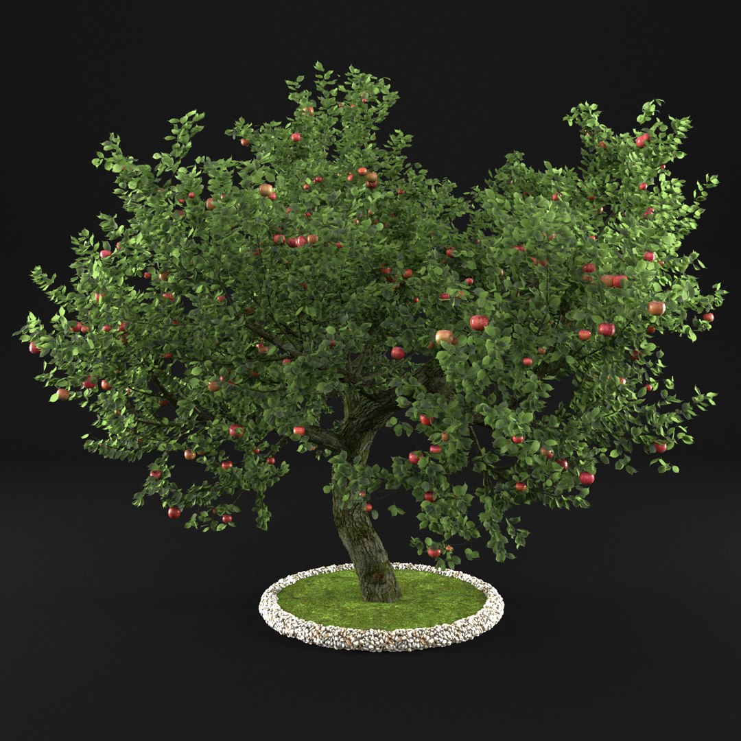 Apple Tree 3D Model - TurboSquid 1159242