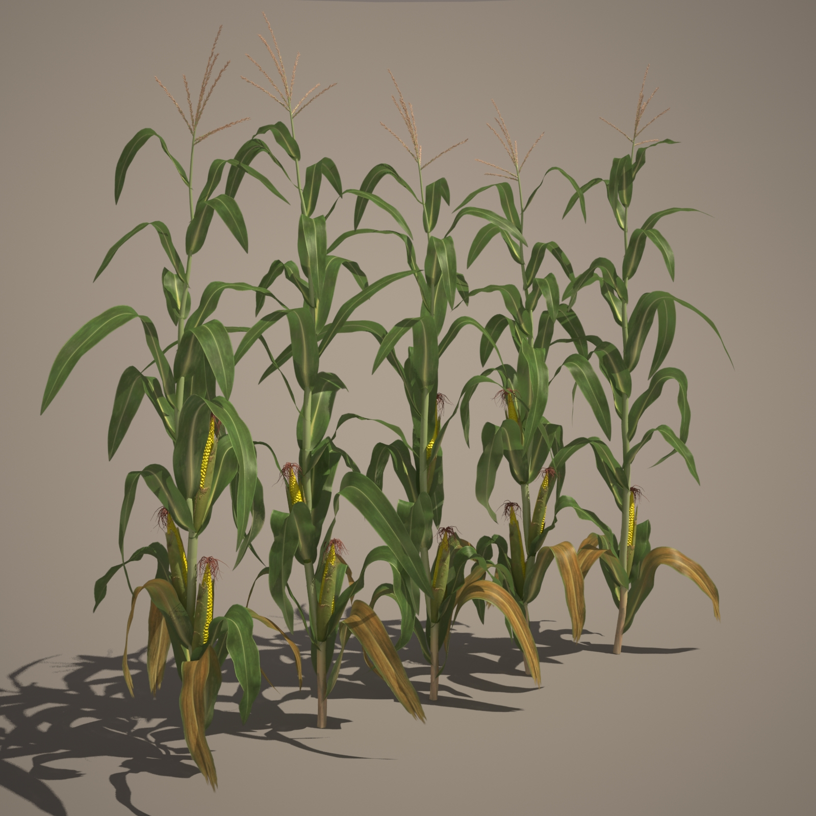 3d corn stalks model