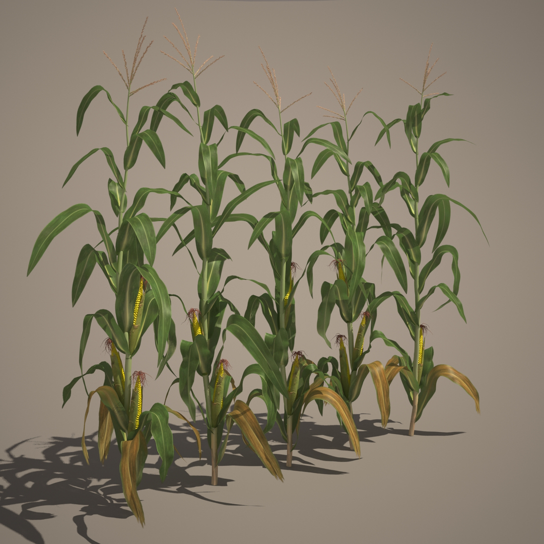 3d corn stalks model